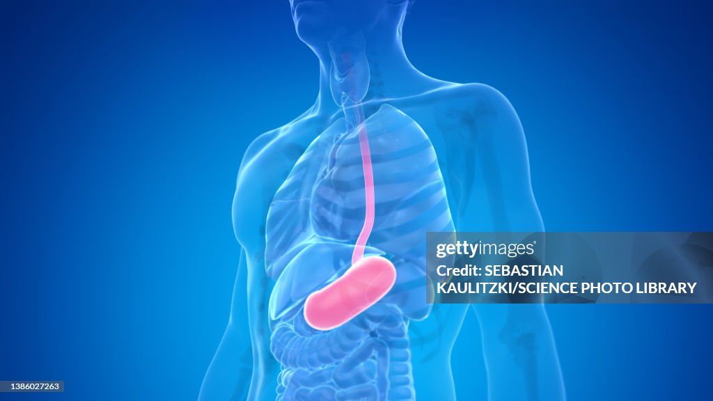Human Stomach Illustration High Res Vector Graphic Getty Images