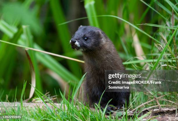 European Mink Photos and Premium High Res Pictures - Getty Images European Mink Photos and Premium High Res Pictures - Getty Images
