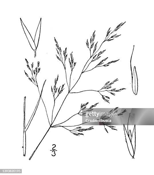 Bent Grass Photos And Premium High Res Pictures Getty Images