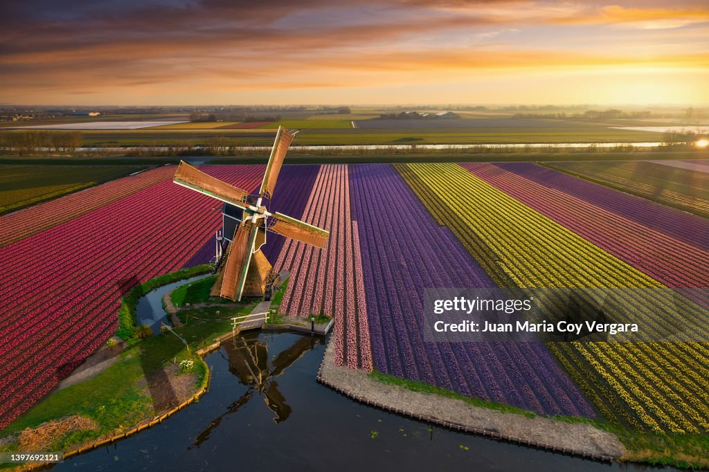 Flying Over A Rainbow Of Tulips The Netherlands High-Res Stock Photo ... Flying Over A Rainbow Of Tulips The Netherlands High-Res Stock Photo ...