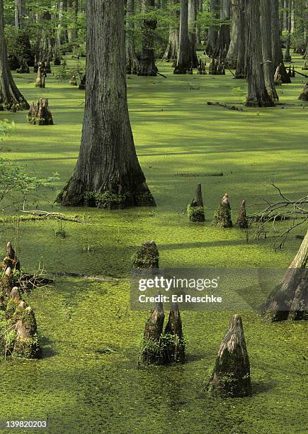 19 Cache Illinois Stock Photos, High-Res Pictures, and Images - Getty ... 19 Cache Illinois Stock Photos, High-Res Pictures, and Images - Getty ...