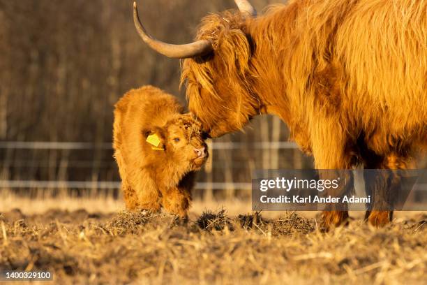 Expert Tips for Breeding Healthy Mini Highland Cattle