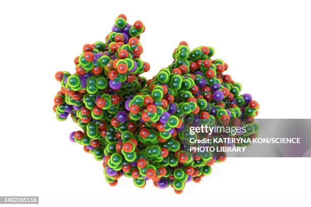Pepsin Enzyme Stomach Pepsin Enzyme Stomach