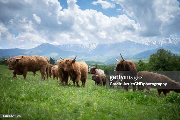 A Beginner's Guide to Starting a Mini Highland Cattle Farm in Eagle