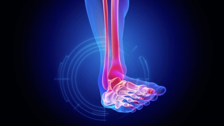 32 Ankle Ligaments Anatomy Stock Videos Footage And 4k Video Clips Getty Images