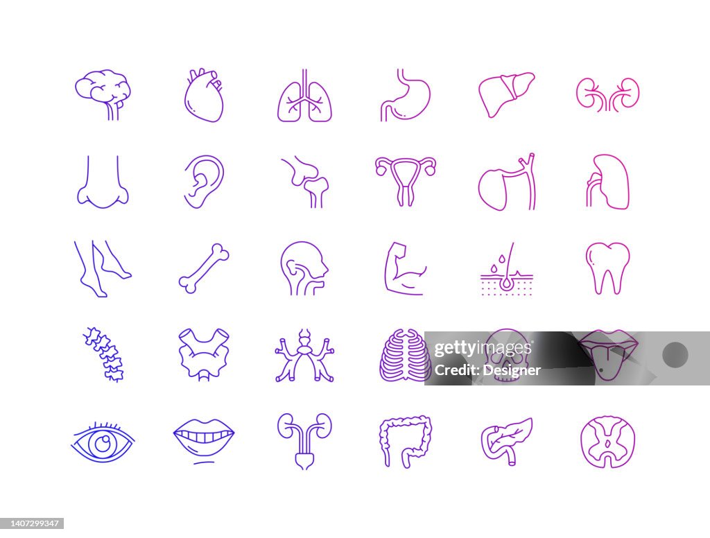 Simple Set Of Human Organs And Anatomy Related Vector Line Icons