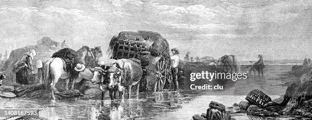 Marsh Grass Cartoon Photos And Premium High Res Pictures Getty Images
