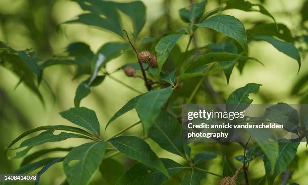 Ohio Buckeye Photos And Premium High Res Pictures Getty Images