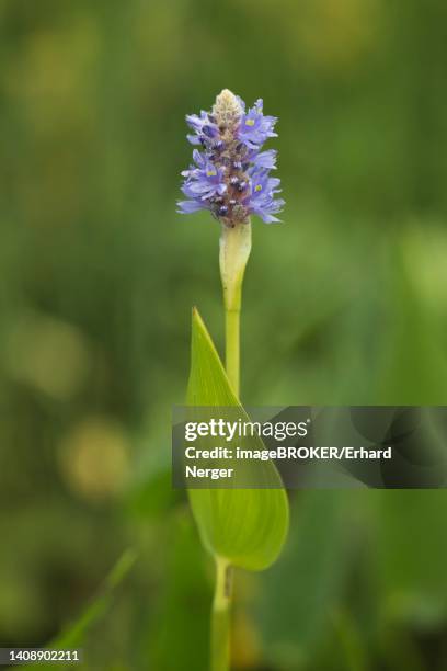 Pickerelweed Photos and Premium High Res Pictures - Getty Images Pickerelweed Photos and Premium High Res Pictures - Getty Images