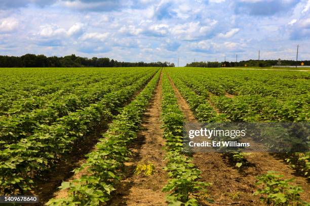 Why The Grange Stands Out Among U-Pick Farms in Georgia