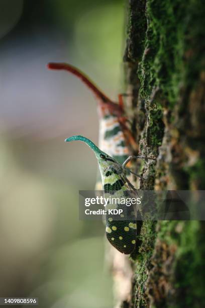 Cicada Pattern Photos and Premium High Res Pictures - Getty Images Cicada Pattern Photos and Premium High Res Pictures - Getty Images