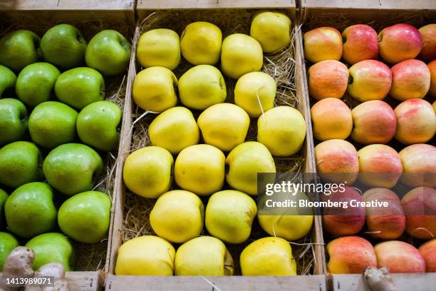 3,055 Red Apple Green Apple Yellow Apple Stock Photos, High-Res ... 3,055 Red Apple Green Apple Yellow Apple Stock Photos, High-Res ...