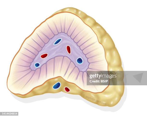14 Cross Section Of An Adrenal Gland Stock Photos, High-Res Pictures ... 14 Cross Section Of An Adrenal Gland Stock Photos, High-Res Pictures ...