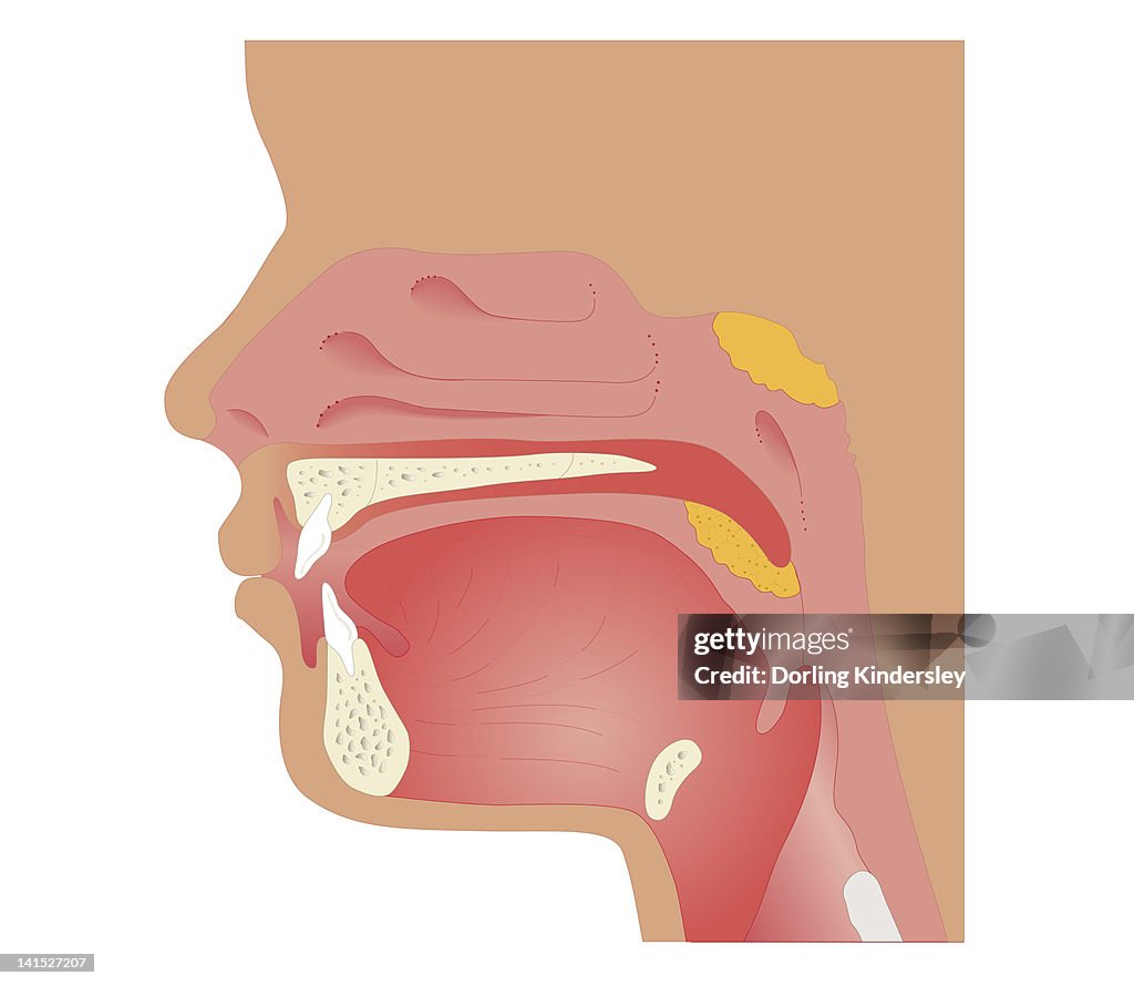 Cross Section Biomedical Illustration Of Sites Of Tonsilectomy And