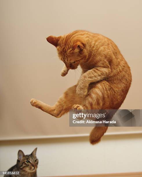 158 Cat Flying Through Air Stock Photos, High-Res Pictures, and Images ... 158 Cat Flying Through Air Stock Photos, High-Res Pictures, and Images ...