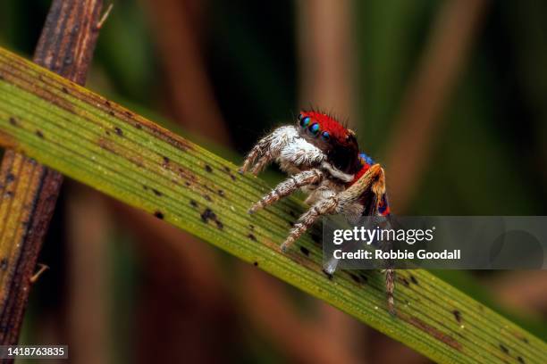Peacock Spider Australia Photos And Premium High Res Pictures Getty