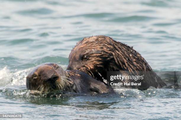 Otter Breeding Photos And Premium High Res Pictures Getty Images