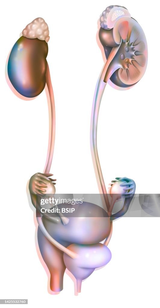 Female Urogenital System High Res Vector Graphic Getty Images