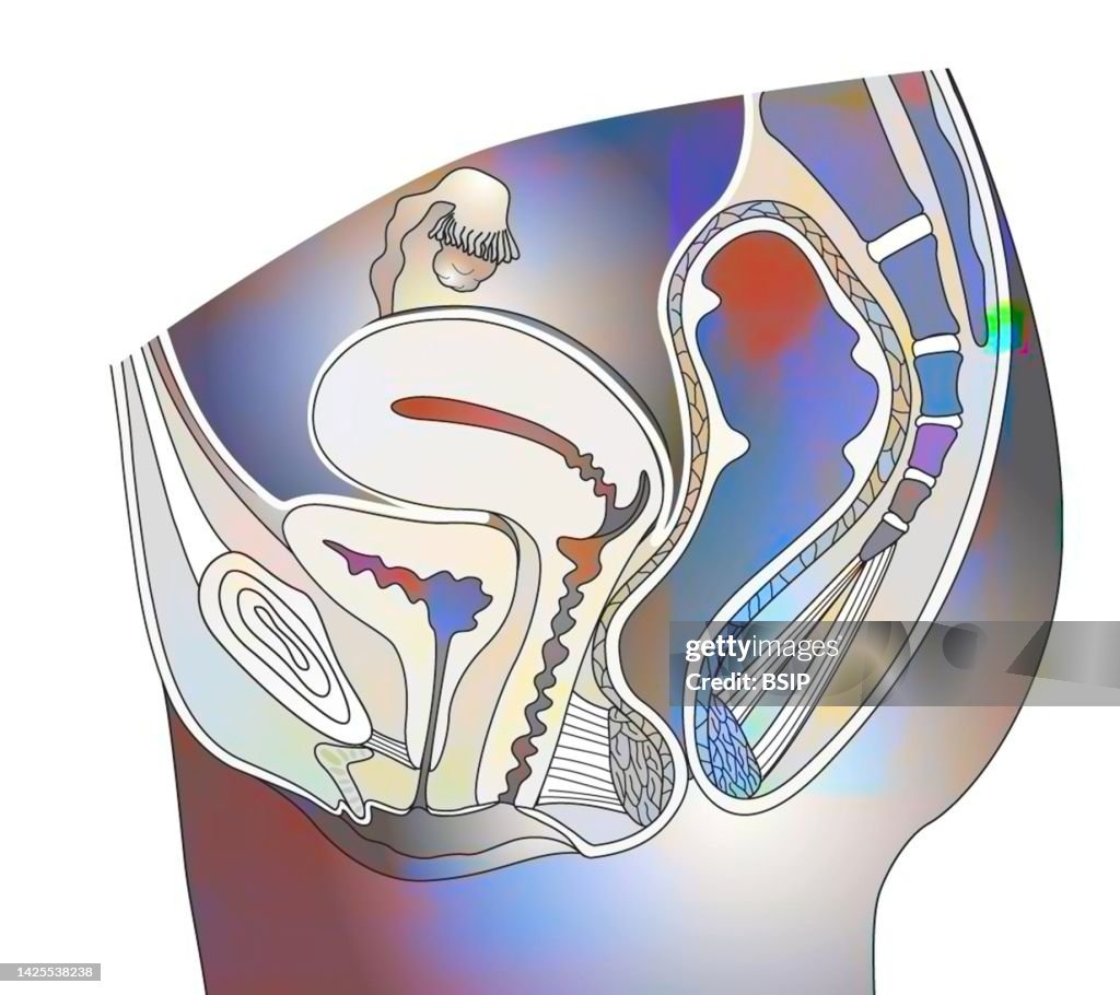 Female Reproductive System Drawing Stock Illustration Getty Images