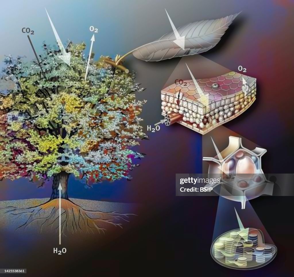Photosynthesis Drawing High-Res Vector Graphic - Getty Images Photosynthesis Drawing High-Res Vector Graphic - Getty Images