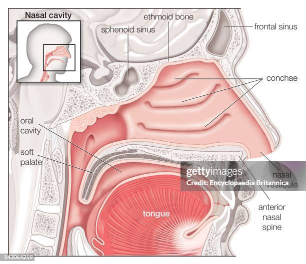 Nasal Cavity Anatomy Model