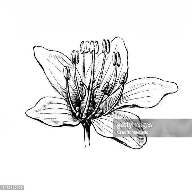 Buckwheat Flower Photos and Premium High Res Pictures - Getty Images Buckwheat Flower Photos and Premium High Res Pictures - Getty Images