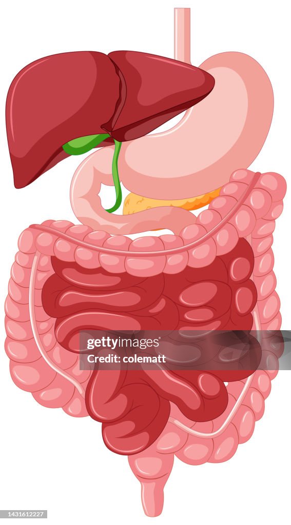 Gastrointestinal Tract Anatomy For Education High Res Vector Graphic
