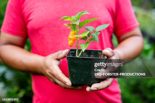 18 Green Finger Chillies Stock Photos, High-Res Pictures, and Images ... 18 Green Finger Chillies Stock Photos, High-Res Pictures, and Images ...