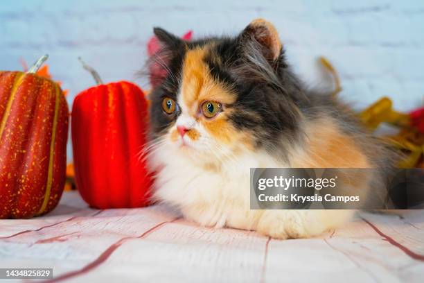 Cute Calico Cat Photos And Premium High Res Pictures Getty Images