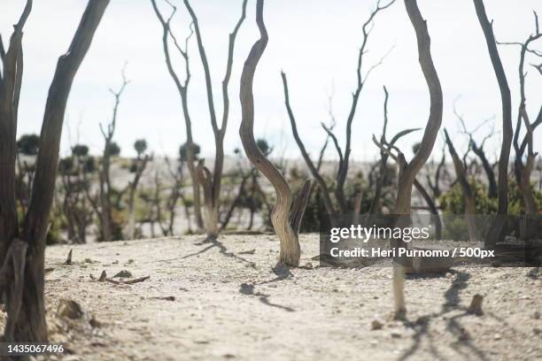 Papandayan Photos and Premium High Res Pictures - Getty Images Papandayan Photos and Premium High Res Pictures - Getty Images