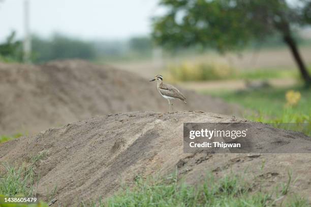 Thick-knee bird : adult great thick-knee or great stone-curlew (Esacus ...