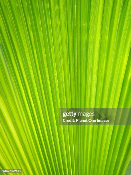 Fibre Palm Leaf Photos and Premium High Res Pictures - Getty Images Fibre Palm Leaf Photos and Premium High Res Pictures - Getty Images