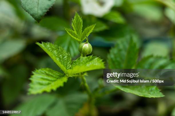 19 Aggregate Fruit Stock Photos, High-Res Pictures, and Images - Getty ... 19 Aggregate Fruit Stock Photos, High-Res Pictures, and Images - Getty ...