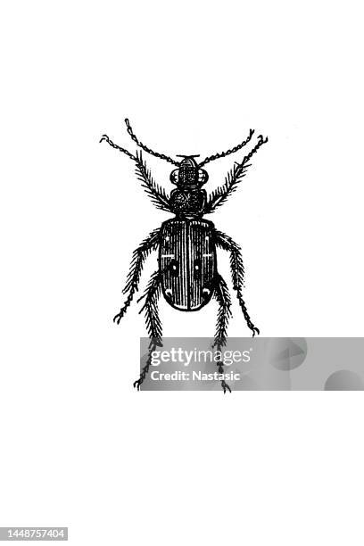 230 Escarabajo Tigre Stock Photos, High-Res Pictures, and Images ... 230 Escarabajo Tigre Stock Photos, High-Res Pictures, and Images ...