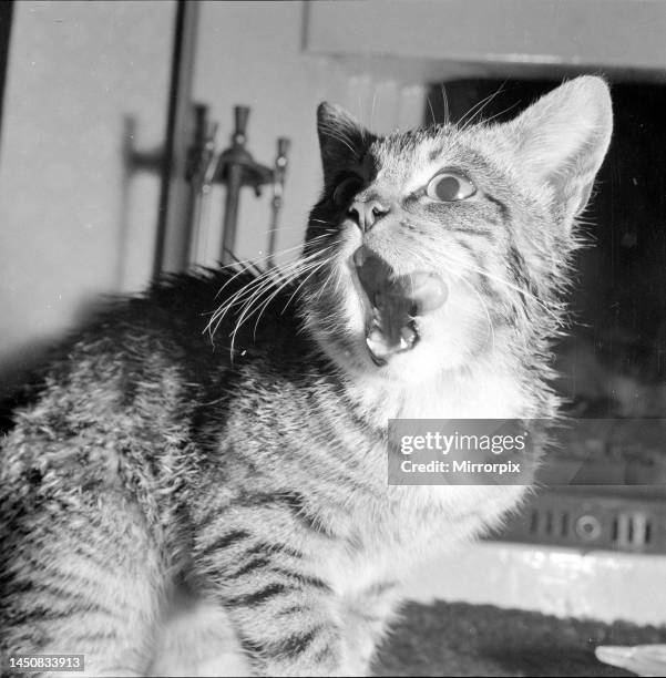 Rescuing Cat Tree Photos and Premium High Res Pictures - Getty Images Rescuing Cat Tree Photos and Premium High Res Pictures - Getty Images