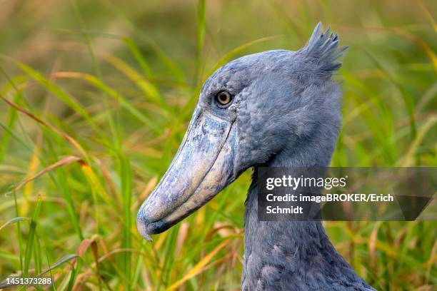 Bangweulu Wetlands Photos and Premium High Res Pictures - Getty Images Bangweulu Wetlands Photos and Premium High Res Pictures - Getty Images