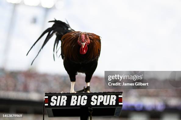 Mascot Sir Big Spur Of The South Carolina Gamecocks Is Seen On The News Photo Getty Images