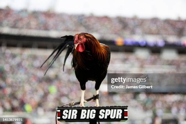 Mascot Sir Big Spur Of The South Carolina Gamecocks Is Seen On The News Photo Getty Images