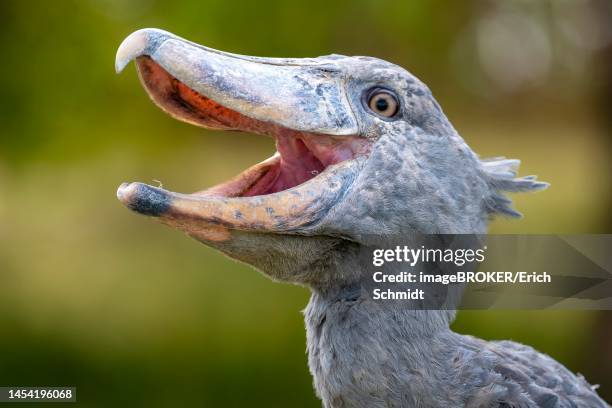 Bangweulu Wetlands Photos and Premium High Res Pictures - Getty Images Bangweulu Wetlands Photos and Premium High Res Pictures - Getty Images