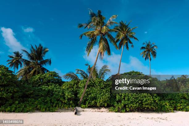 Kinbidhoo Thaa Atoll Photos And Premium High Res Pictures Getty Images