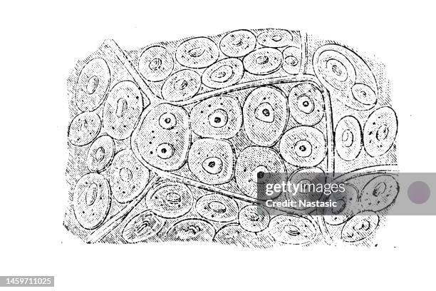 Hyaline Cartilage Connective Tissue Photos And Premium High Res Pictures Getty Images