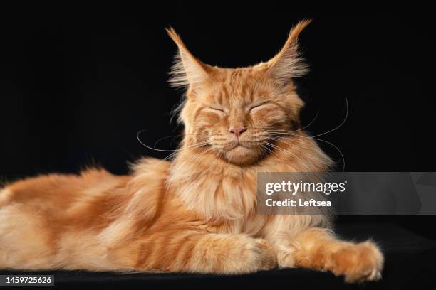 Orange Maine Coon Cat Photos And Premium High Res Pictures Getty Images