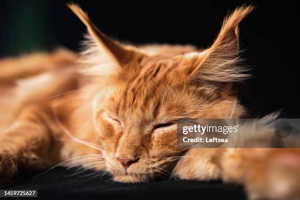 Orange Maine Coon Photos And Premium High Res Pictures Getty Images