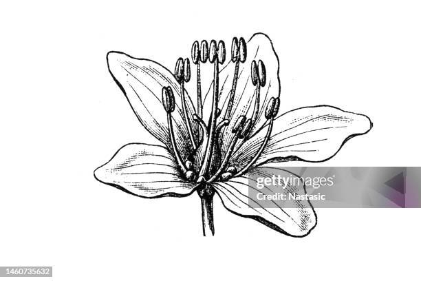Buckwheat Flower Photos and Premium High Res Pictures - Getty Images Buckwheat Flower Photos and Premium High Res Pictures - Getty Images