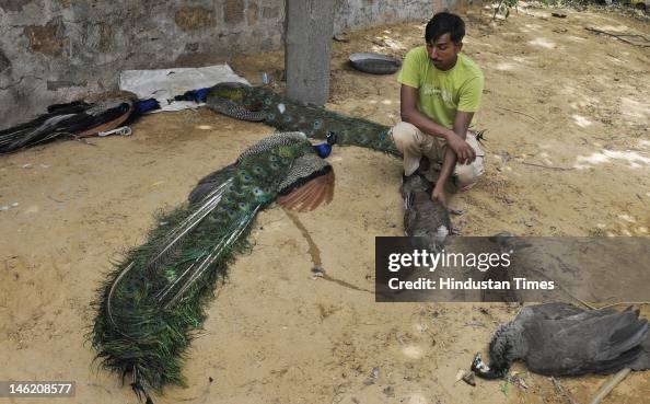 Deceased Peacocks Are Viewed After More Than A Dozen Peacocks Died News Photo Getty Images