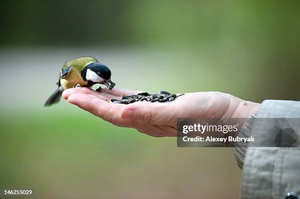353 Old Woman Feeding Birds Stock Photos, High-Res Pictures, and Images ... 353 Old Woman Feeding Birds Stock Photos, High-Res Pictures, and Images ...
