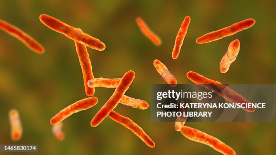 Mycobacterium Bovis Bacteria Illustration High Res Vector Graphic Getty Images