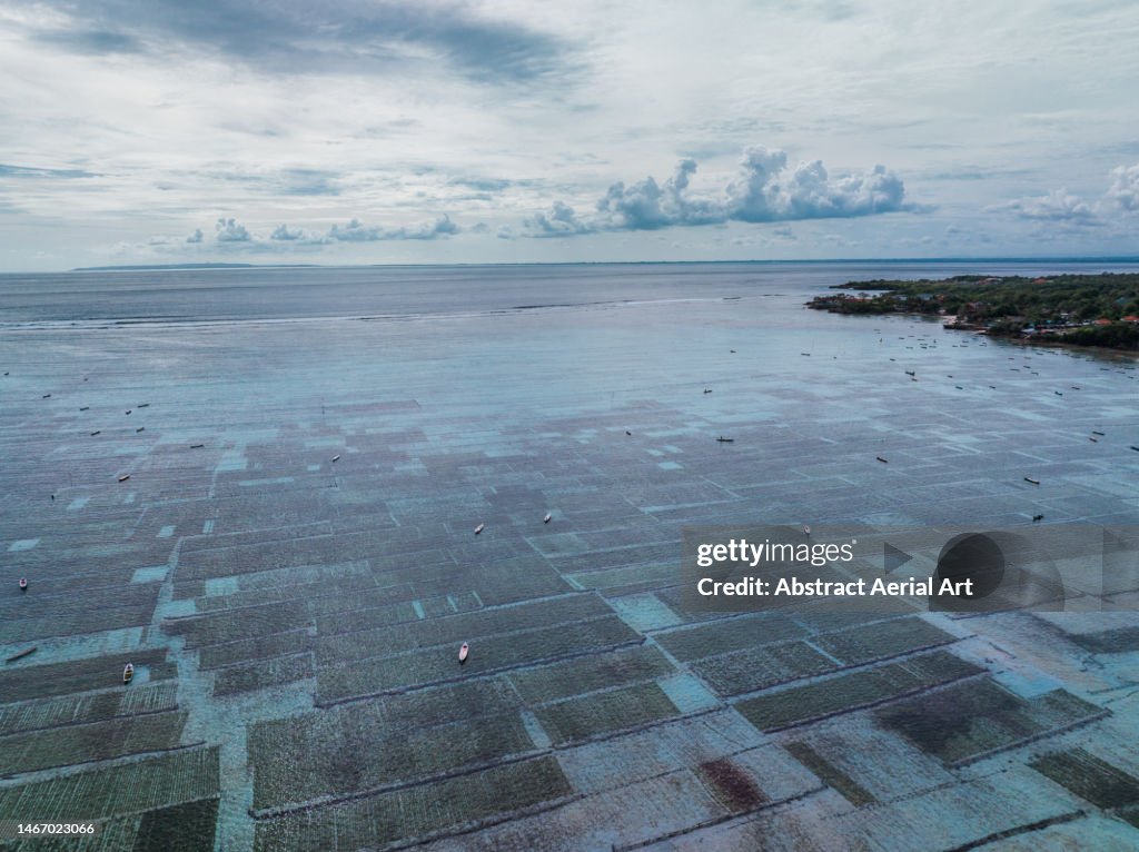 Seaweed Farms At Dusk Seen From An Aerial Point Of View Nusa Lembongan Bali Indonesia High Res