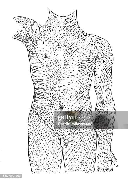 Human Body Illustration Skin Photos And Premium High Res Pictures Getty Images
