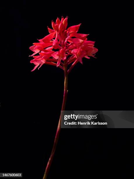 Disa Park Photos And Premium High Res Pictures Getty Images